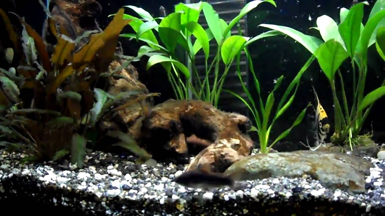 Freshwater Planted Community Aquarium - YouTube