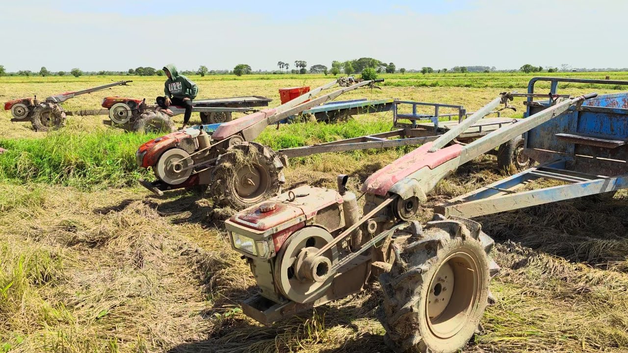 Amazing Of Rice Transportation By A Lot Of Mini Tractors | [ 4K HDR 10 ...