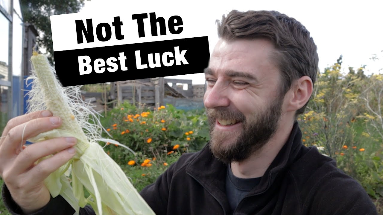 Winter Works Begin | Crap Corn | October Tour | JB's Allotment Diaries ...