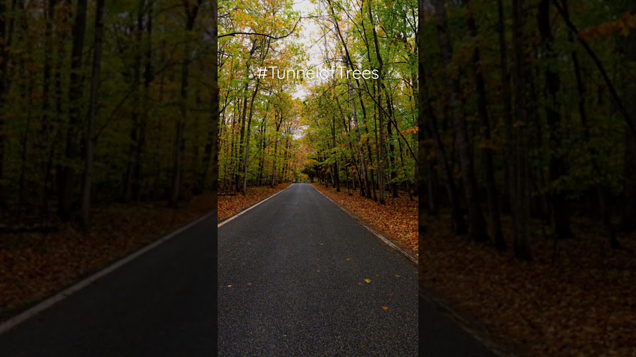 M-119 Tunnel of Trees - YouTube