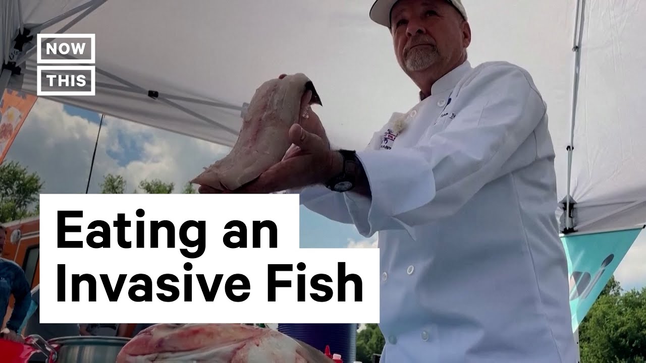 Invasive Fish Gets Renamed to Decrease Population - YouTube