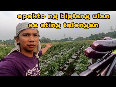 Update sa talongan   harvest pang kunsumo 