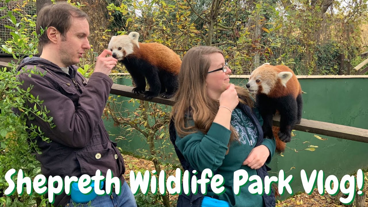 VLOG Meeting Red Pandas and Aardvarks! | Shepreth Wildlife Park ...