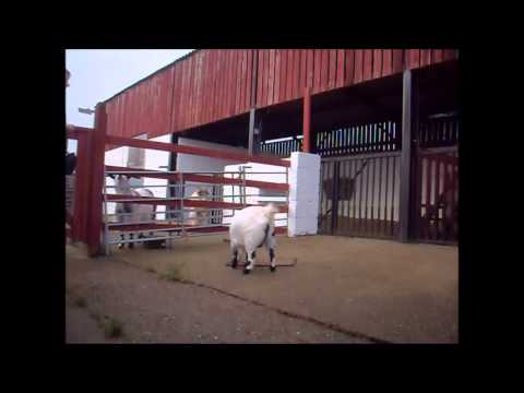 Goat Clicker Training - Station Training (First Session) - YouTube