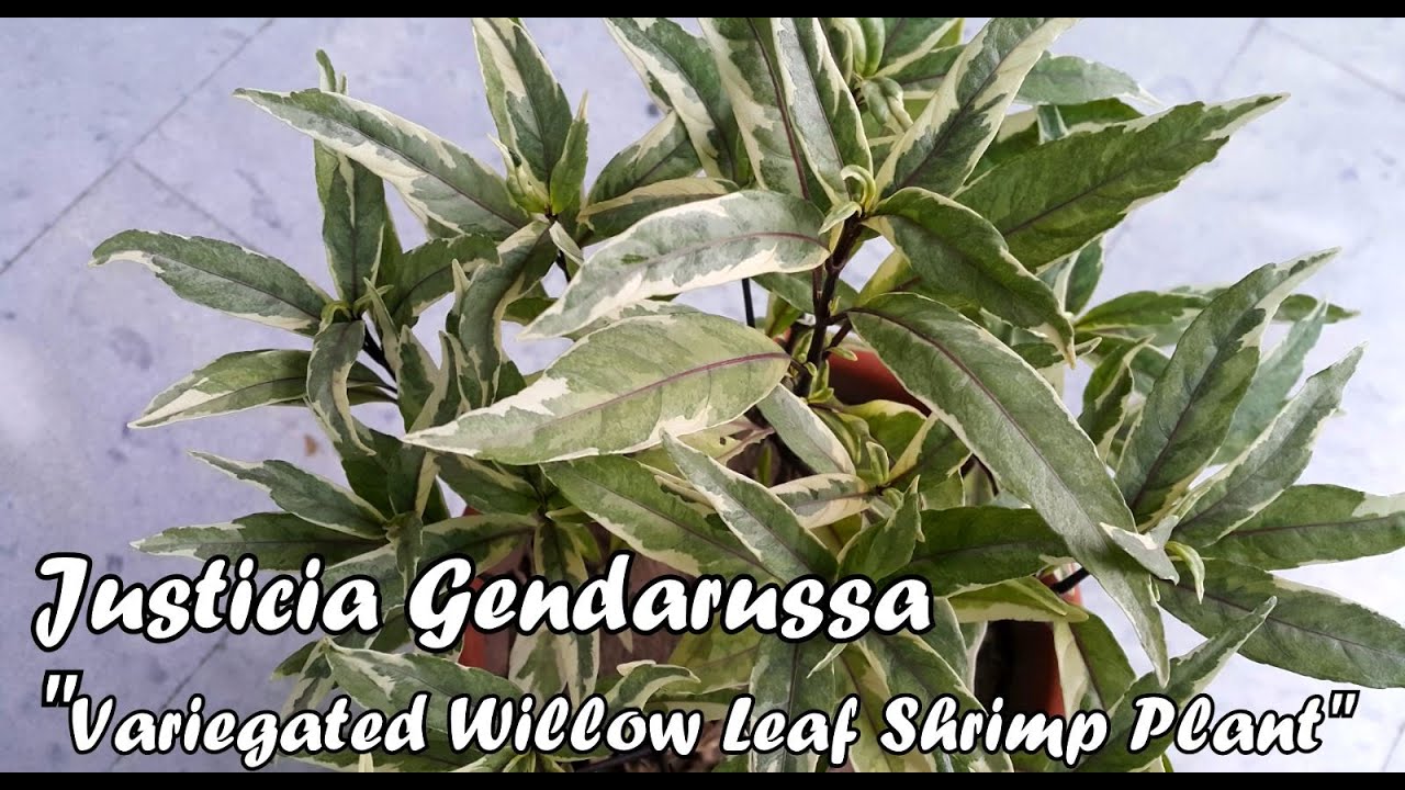Justicia Gendarussa | Variegated Willow Leaf Shrimp Plant | Care and ...
