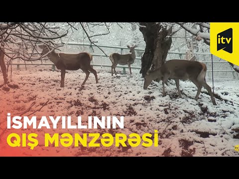 İsmayıllının qış mənzərəsini bəzəyən marallar