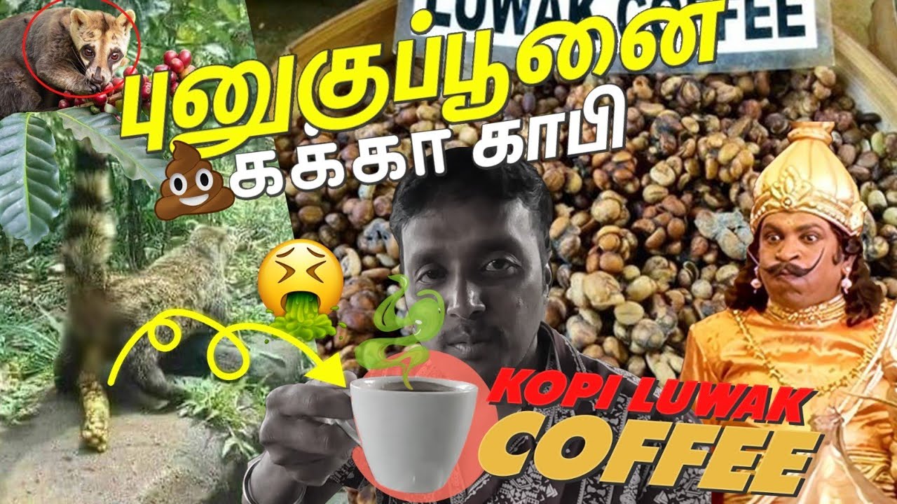 🇲🇨World's most expensive coffee | Kopi Luwak | Waterfalls | Lempuyang ...