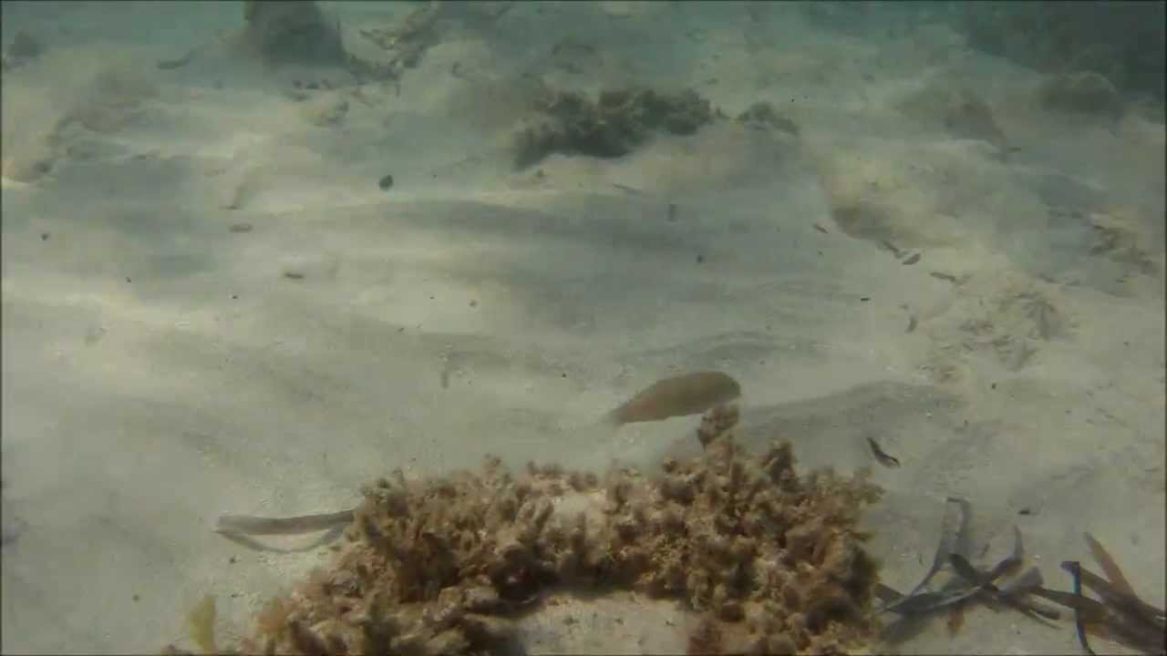 Cuban Fish in Varadero - YouTube