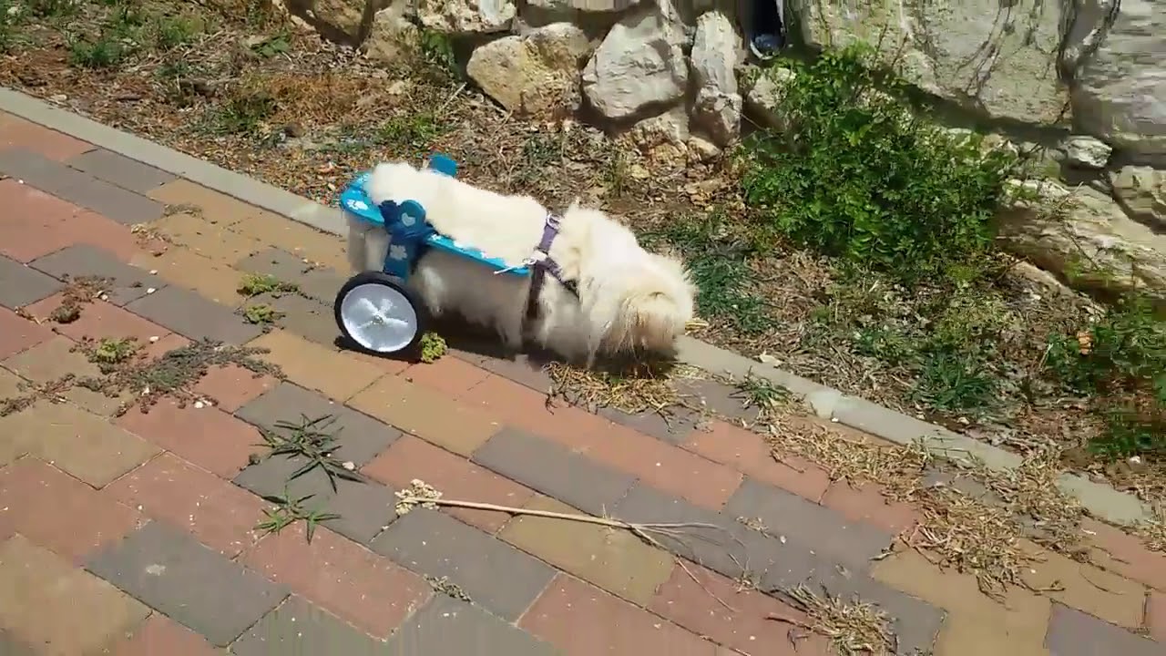 Wheeling chair for my Pekingese dog - By Dalya Bersano - YouTube