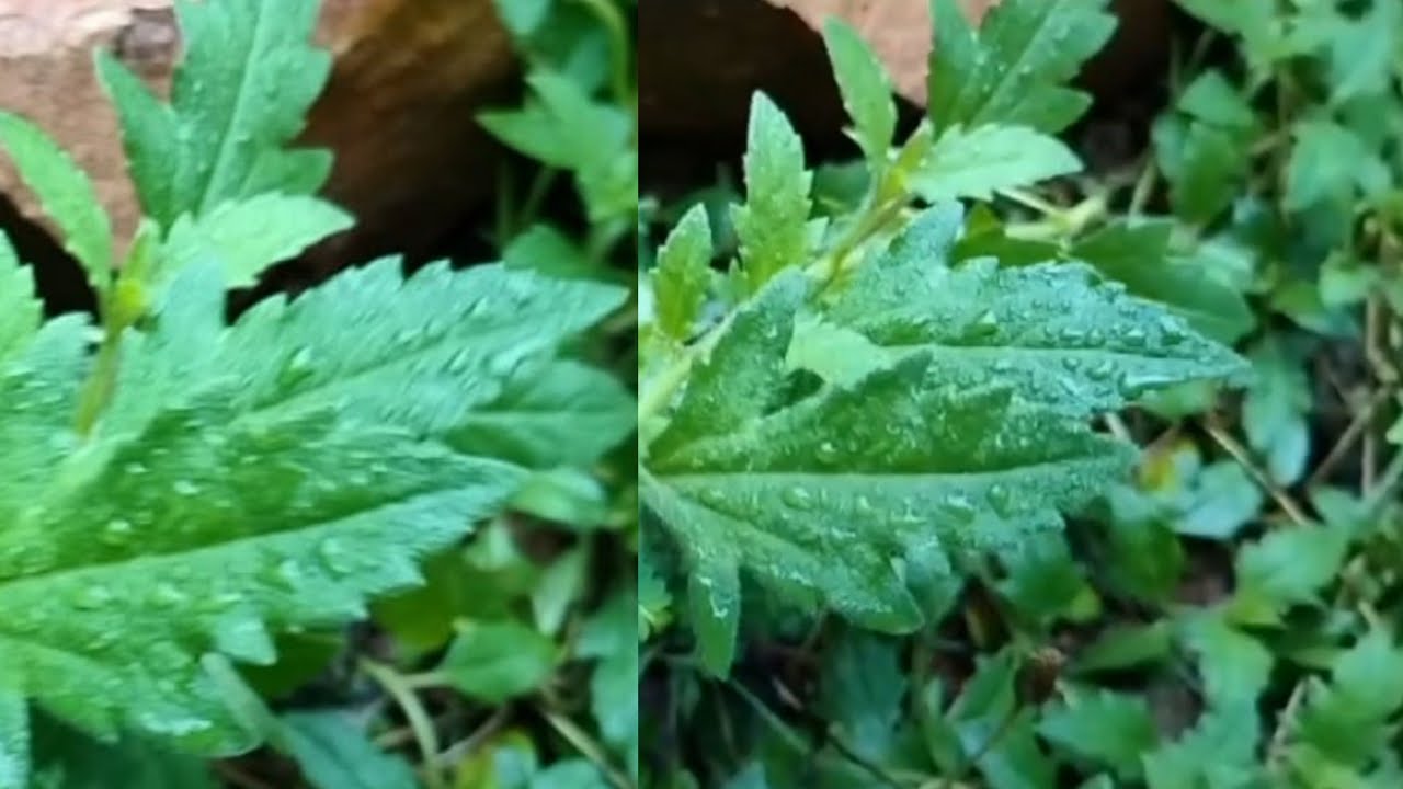 घमरा के फायदे स्वास्थ लाभ | Ghamra (Tridax procumbens) आयुर्वेदिक जड़ी ...