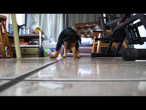 Rottweiler eating Raw Chicken BARF DIET 12 weeks - YouTube