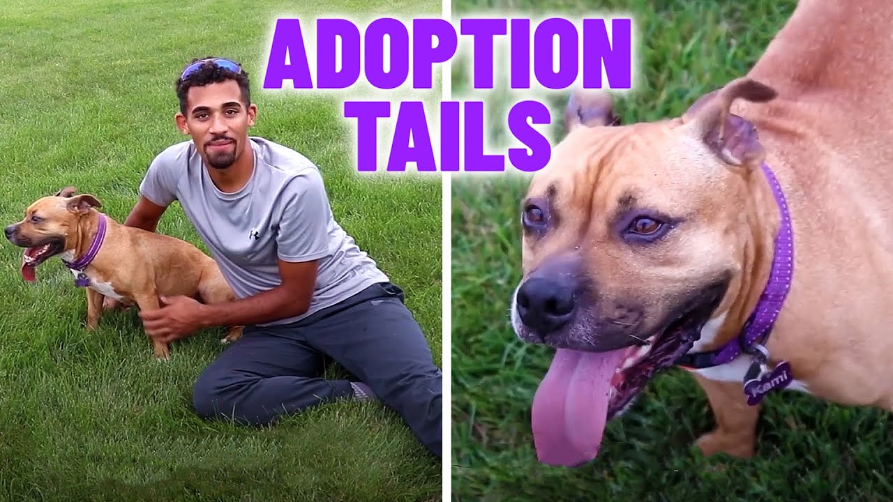 Stray Pitbull Found Wandering The Streets Gets Adopted By Rescuer ...