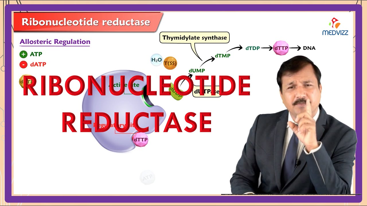 Ribonucleotide Reductase Regulation