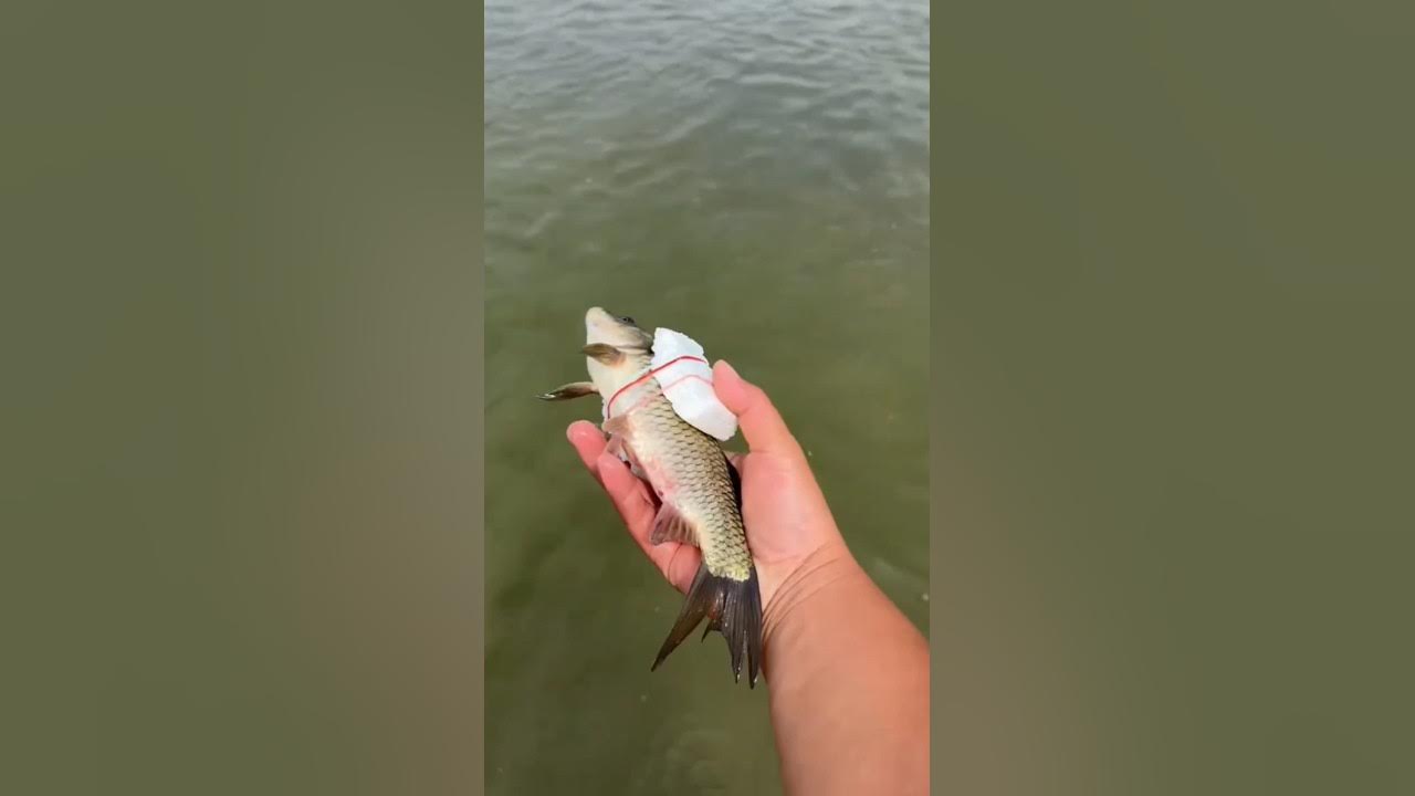 Fun with fish #fish #fishing #fishlovers #shorts - YouTube