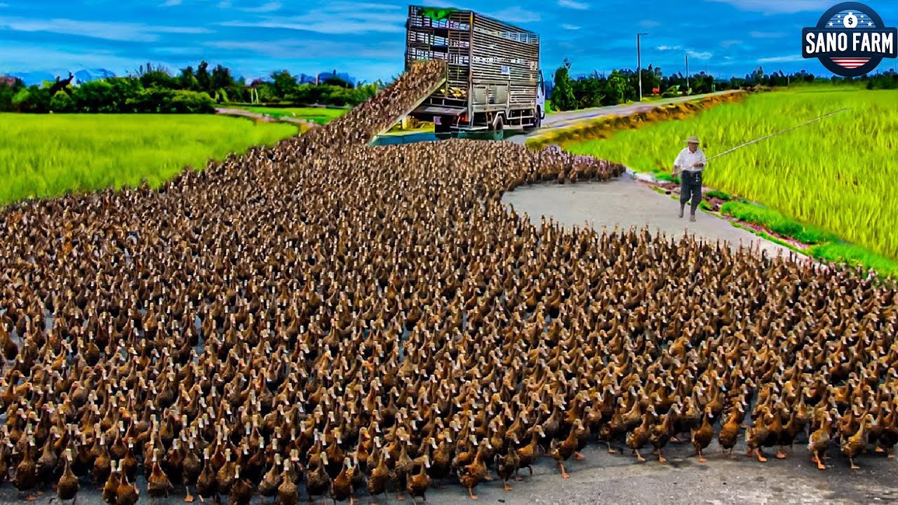 How To Raise Ducks - Raise Laying Ducks - High-tech Duck Meat ...