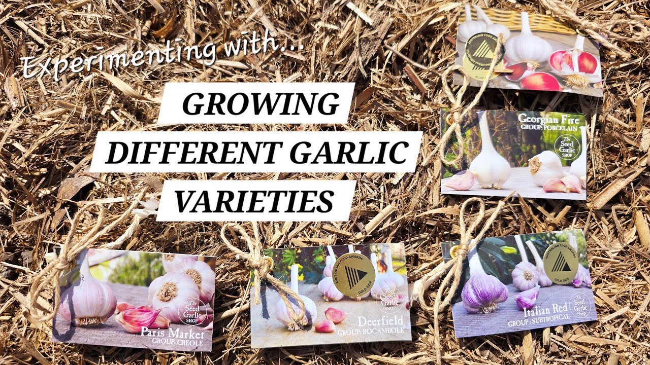 Trialling 5 New Garlic Varieties - YouTube