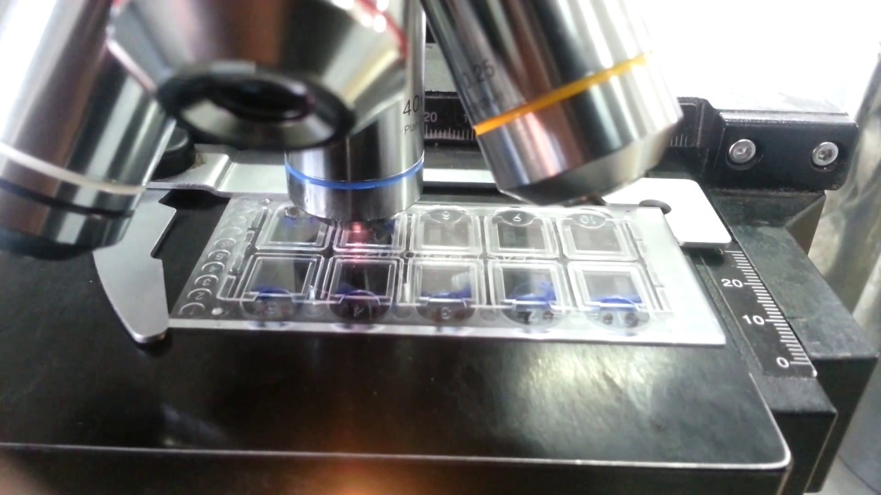 Viable And Non Viable Cell Identification YouTube Viable And Non Viable Cell Identification YouTube