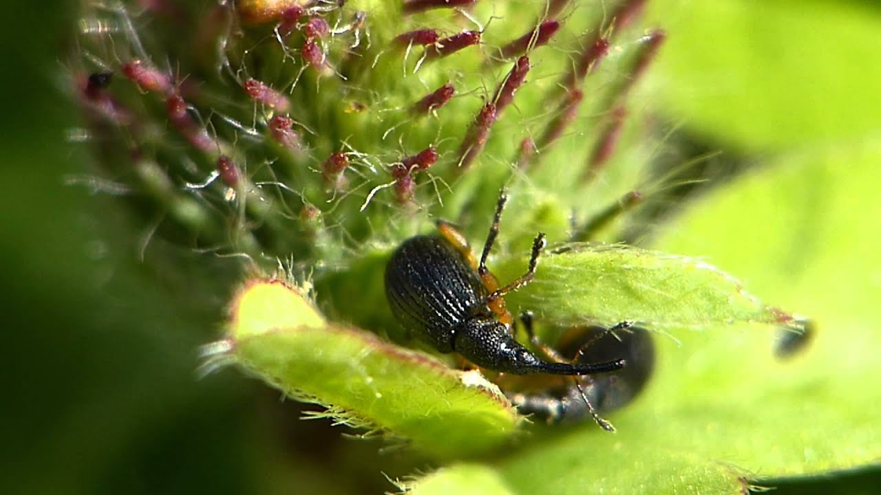 Rüsselkäfer Protapion apricans - YouTube