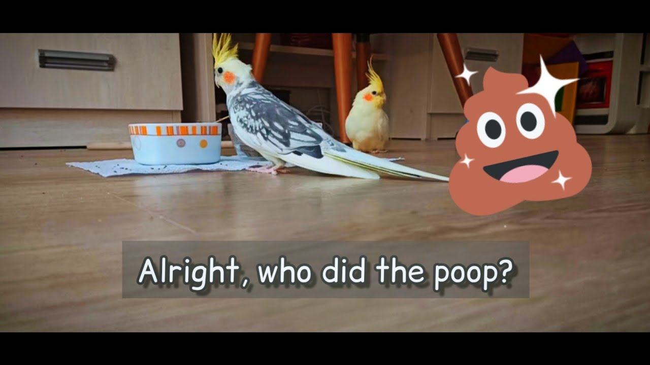 Who Let the Poops Out potty training issue - YouTube