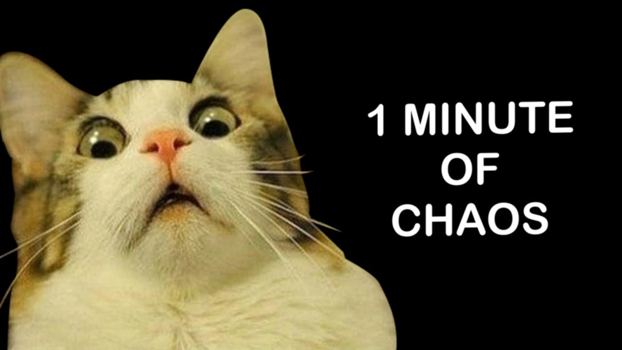 The most OVER DRAMATIC cats you will ever see! | Funny compilation of Cats - YouTube