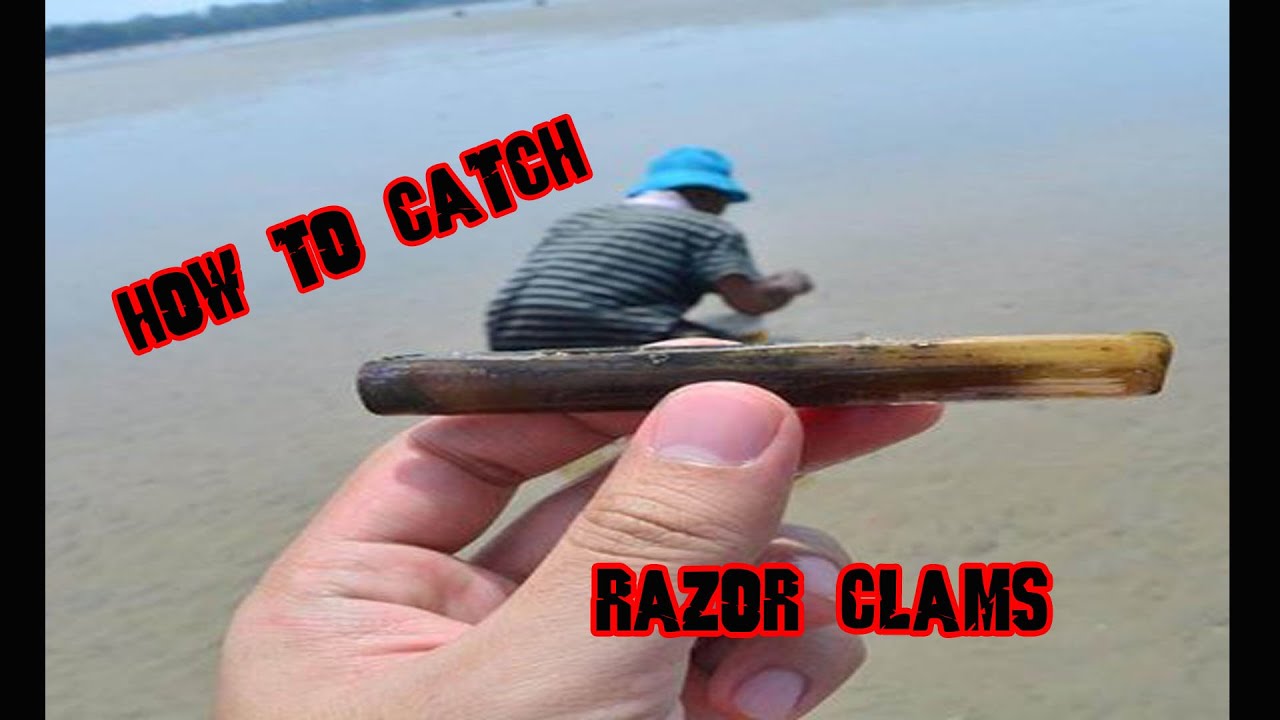 Cara Menangkap Ambal/Pepahat/ Siput Buluh/ Razor Clams - YouTube