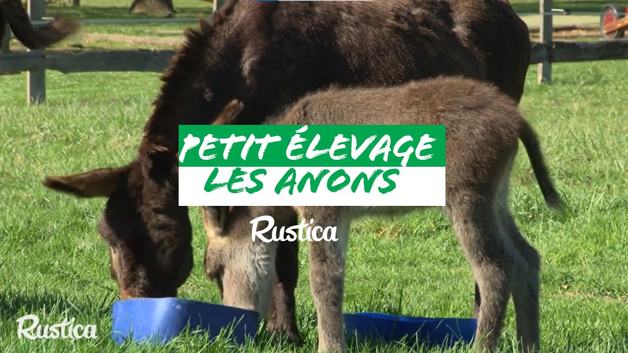 Elever une ânesse et son ânon pour avoir du lait - YouTube