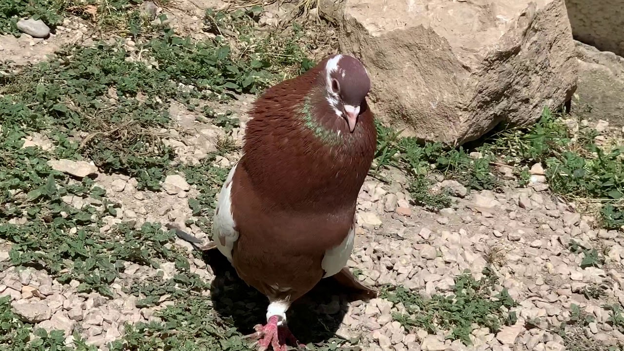 Beautiful red and white pigeon. - YouTube