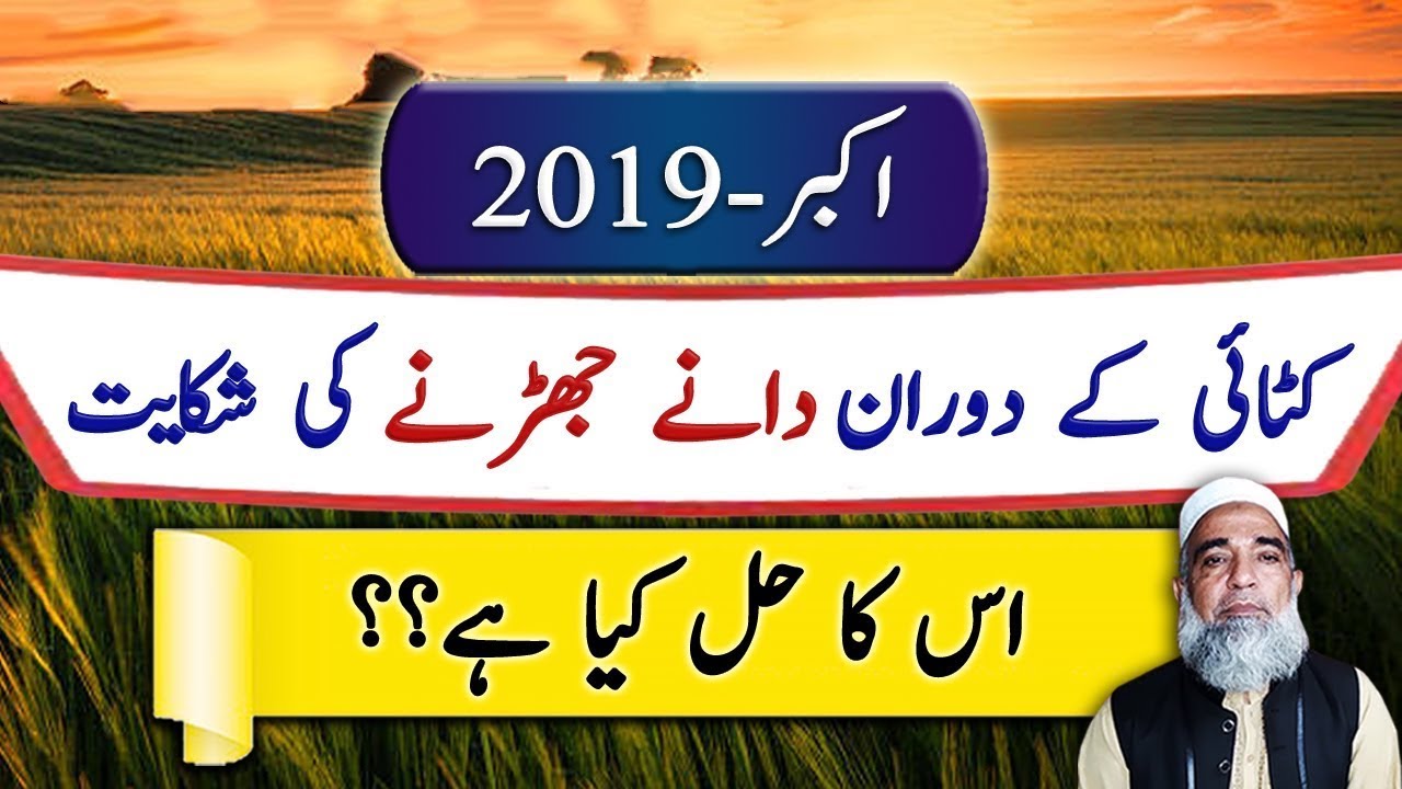 Harvesting And Shattering Behavior Of Akbar 2019 Wheat Variety Crop harvesting-and-shattering-behavior-of-akbar-2019-wheat-variety-crop