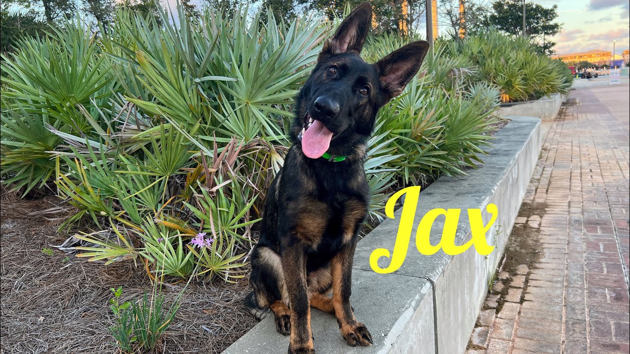5mo German Shepherd (Jax) Best Dog Trainers in Florida - YouTube