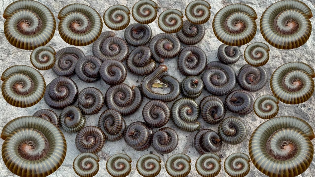 Find and Catching Millipedes in the Wild at Cashew Tree Farm | Nature ...