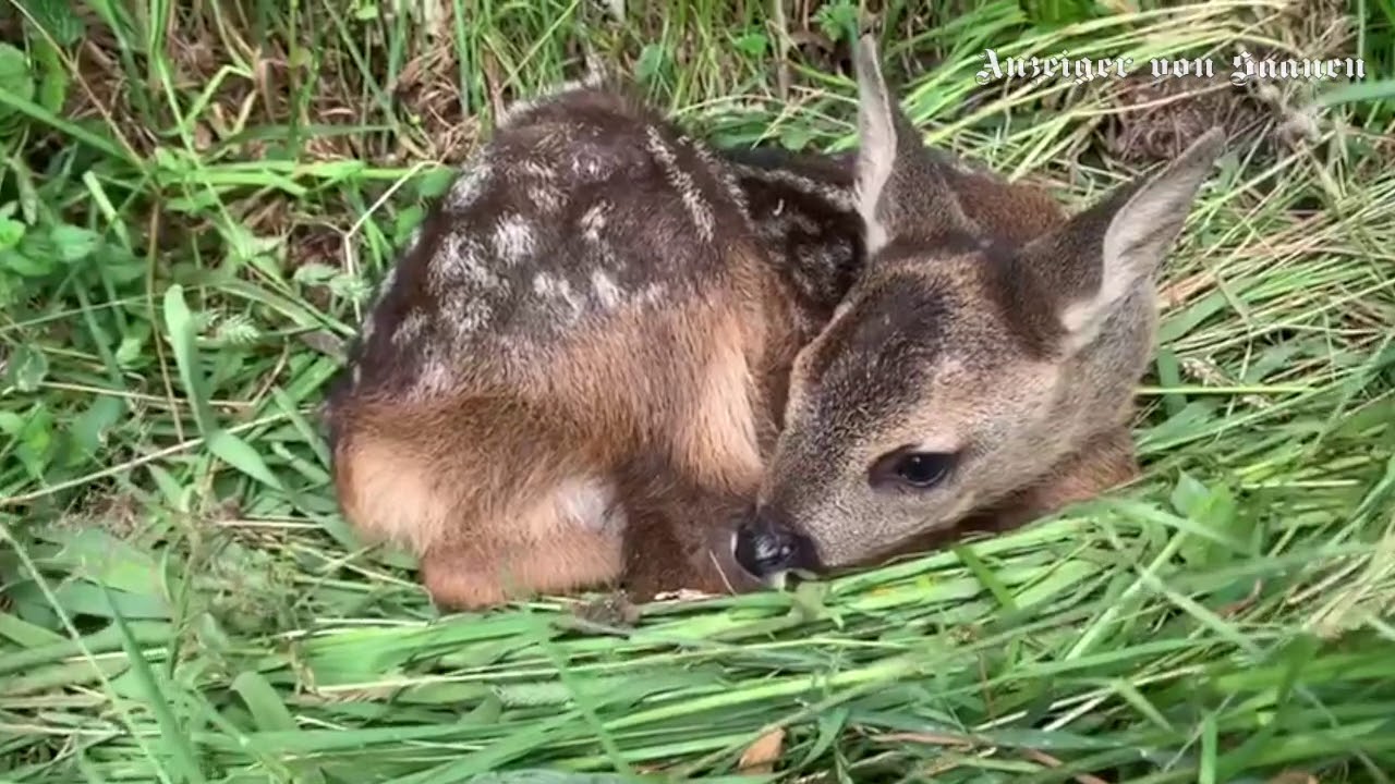 Rehkitzrettung - YouTube