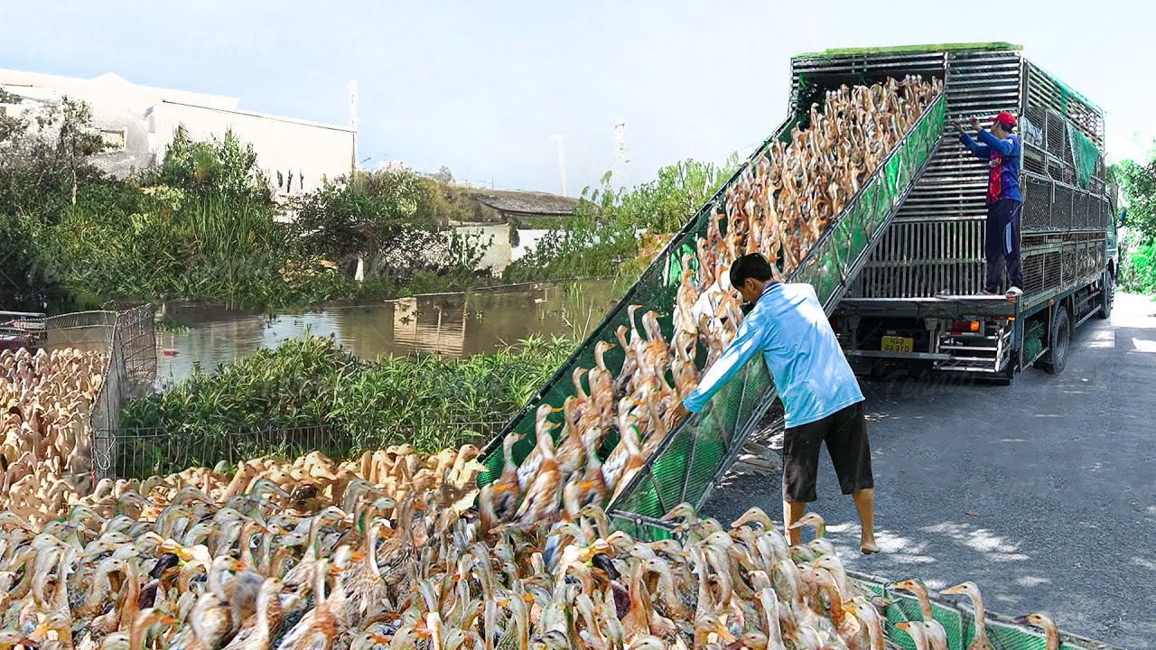 Genius Way They Transport Millions of Ducks by Truck Every Year - YouTube