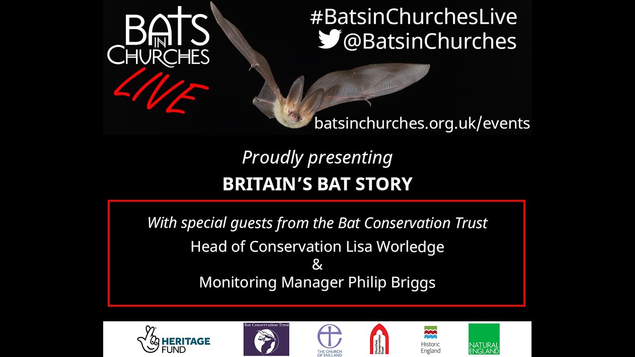 Bats in Churches LIVE: Britain's Bat Story - YouTube
