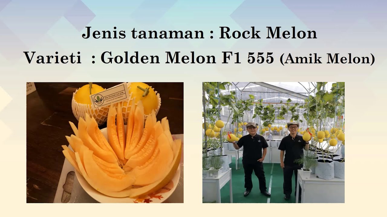 Fertigasi Rock Melon (Golden Melon) - YouTube