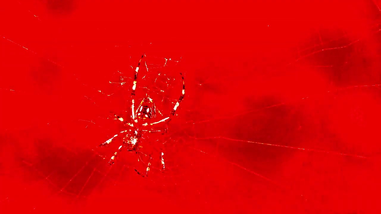 NAILS - WIDE OPEN WOUND LIVE - YouTube