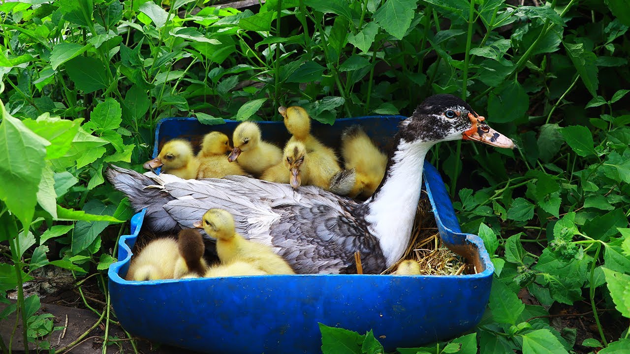 Pekin Duckling Hatching By Grey Muscovy Duck Mum | First Time Feeding ...