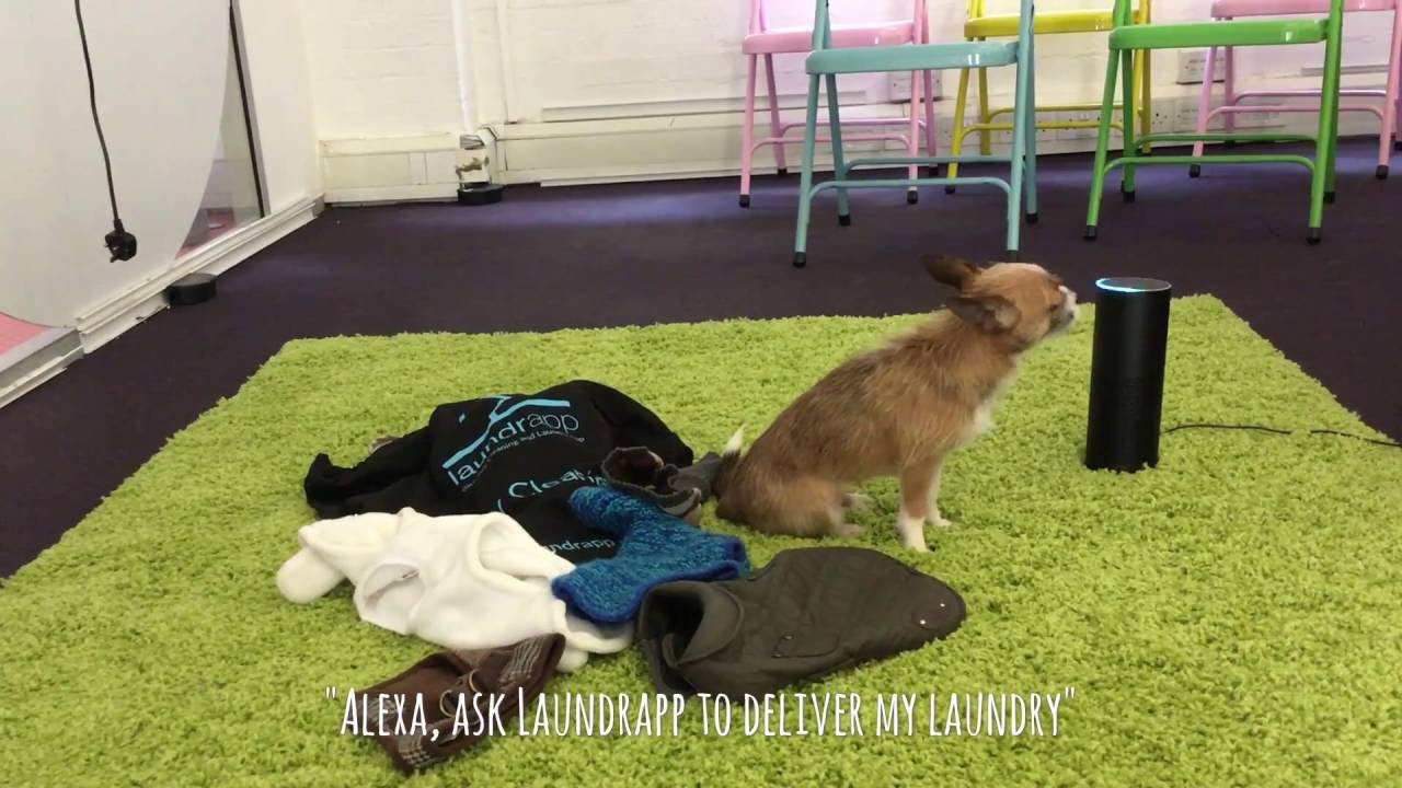 Mr Tiddles uses Laundrapp with Amazon Echo! - YouTube