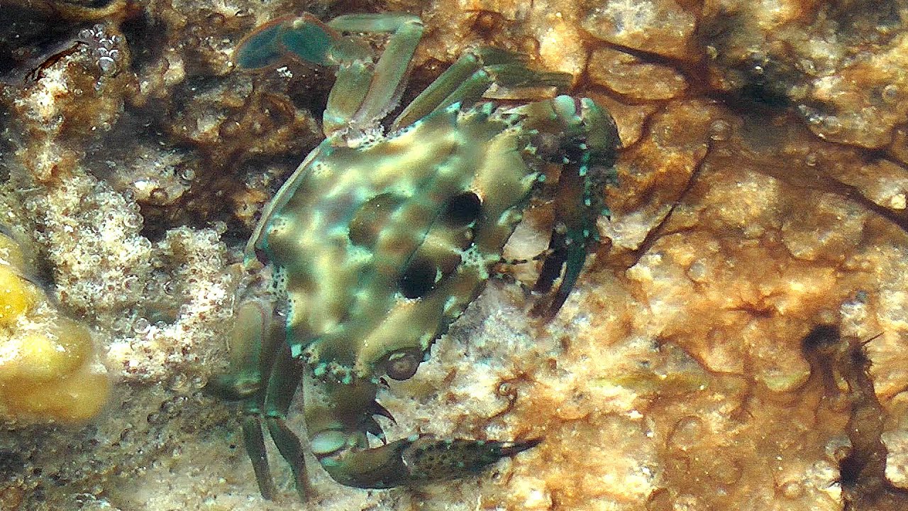 Green marbled crab moving around rocks eating seaweed and small shell ...