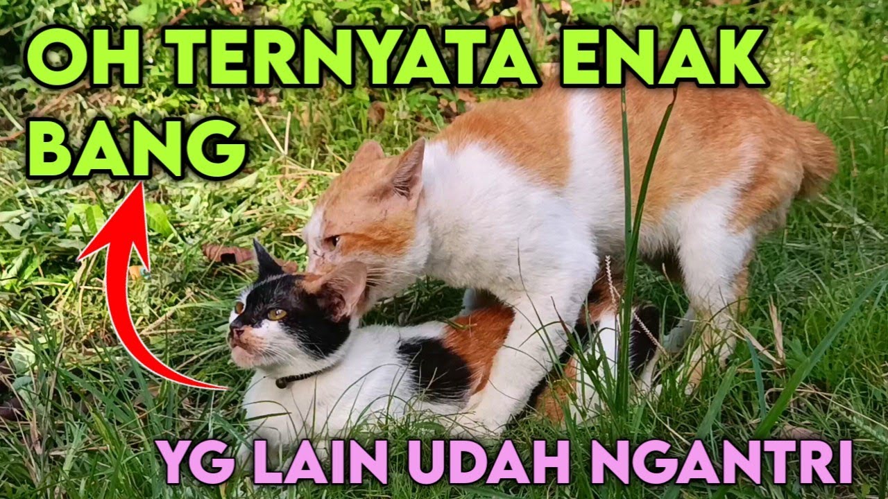 KUCING KAWIN KIMPOI NUNGGU GILIRAN ( CATS MATING ) - YouTube