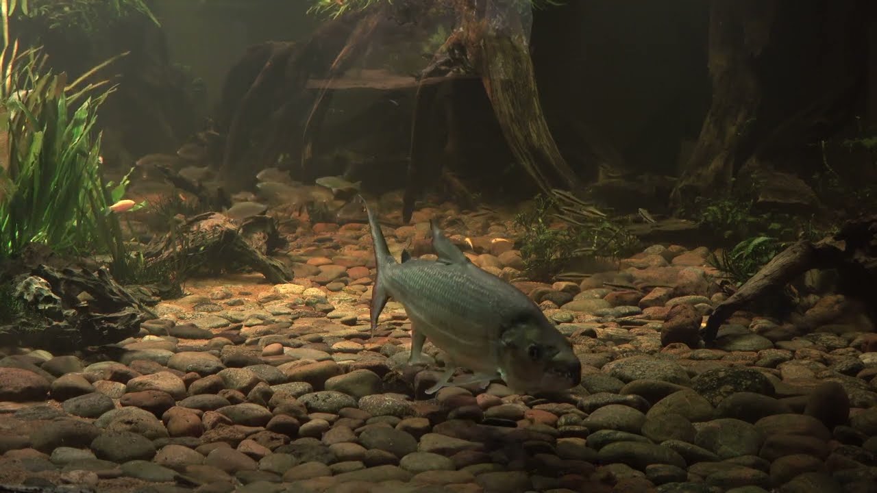 goliath tigerfish fast and about - YouTube