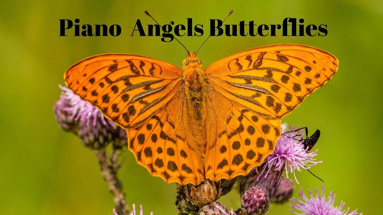 Piano beautiful music of piano love angel music - YouTube