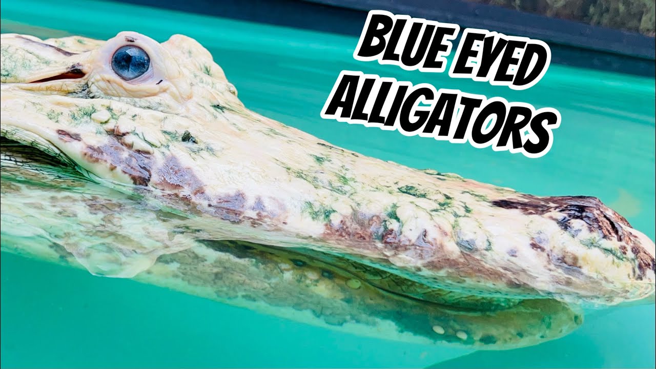 Rarest Alligators in the World‼️ Training Session‼️ - YouTube