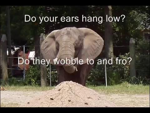 do your ears hang low lyrics - YouTube Music