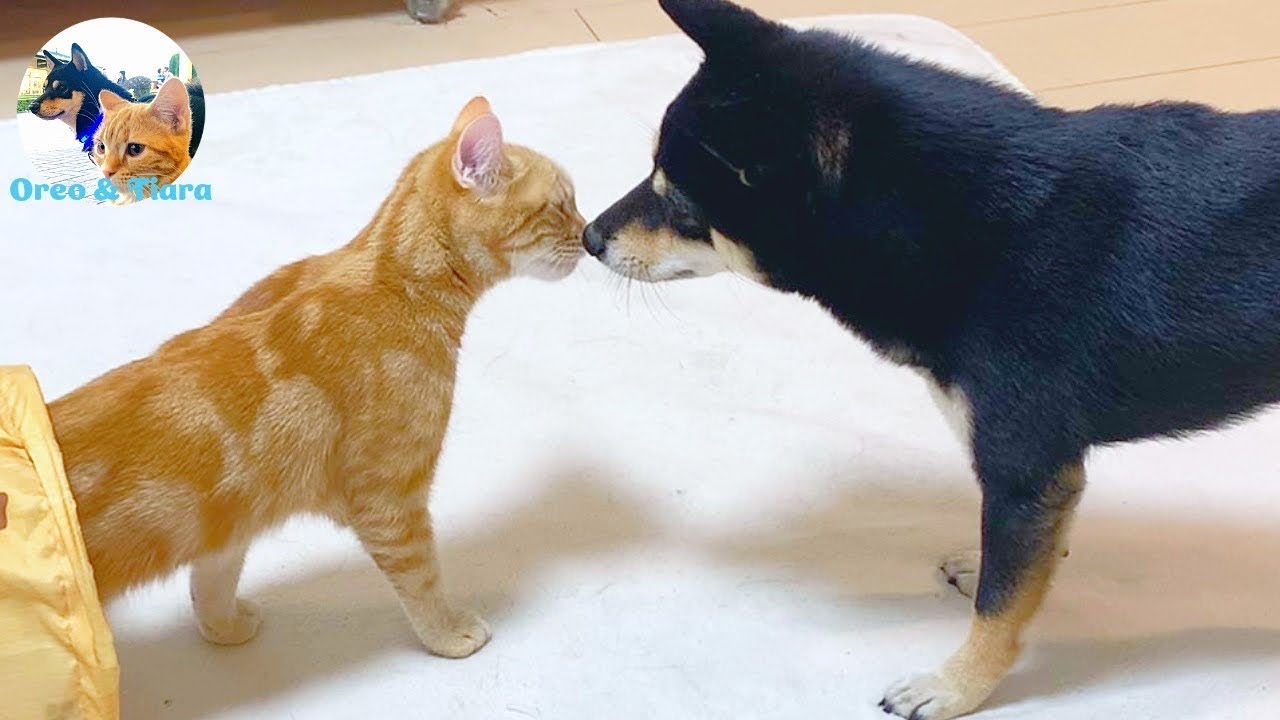 Unexpected Romance between Shiba Dog & Cat over Tunnel Toy - YouTube