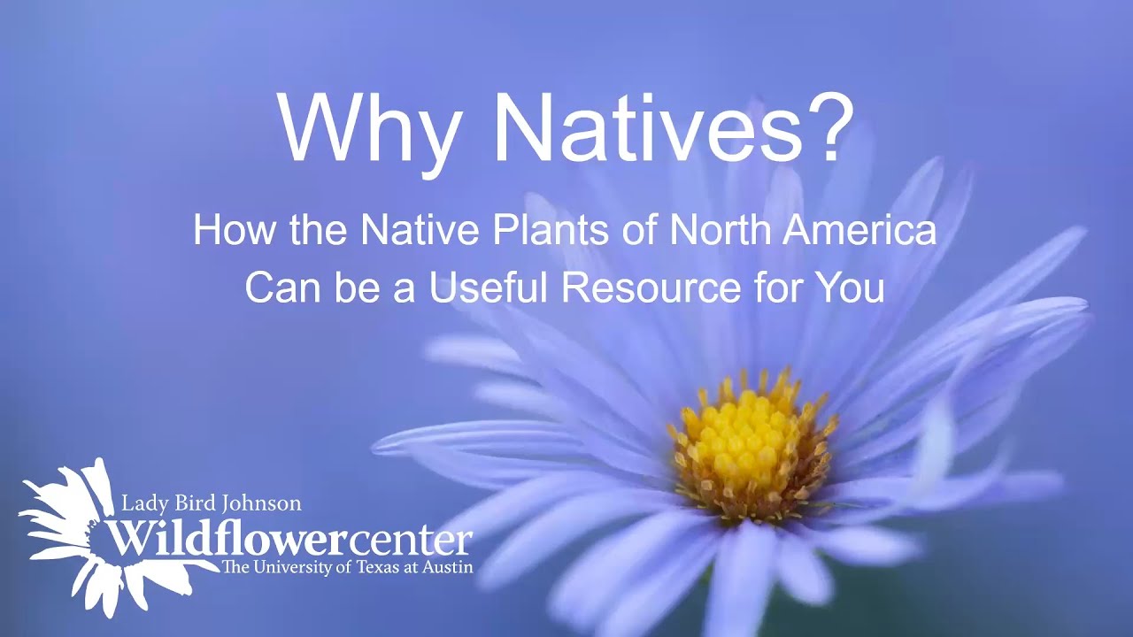 How the Native Plants of North America Can Be a Useful Resource for You ...