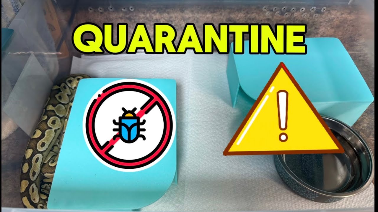 How to set up a quarantine tub for a ball python. TY Ryan Cancel @RC ...