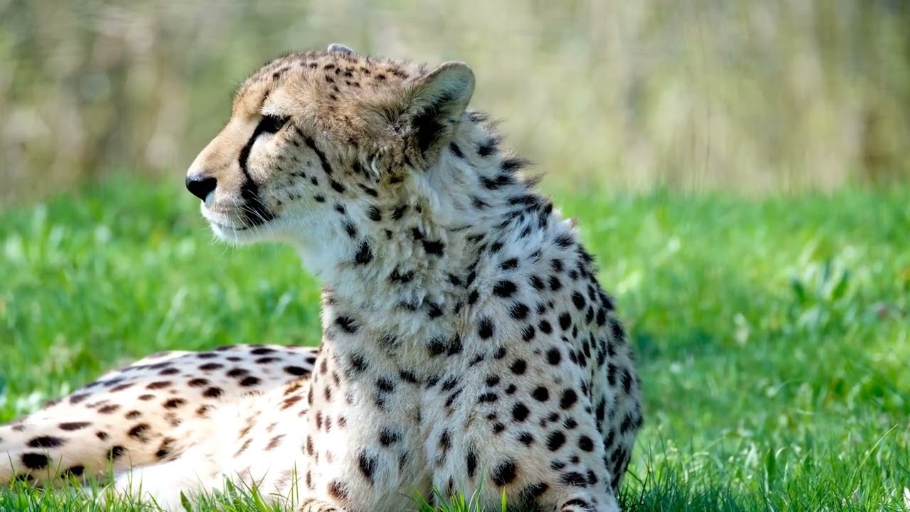Global Travelers Sounds 59: African Sounds of Cheetahs! - YouTube