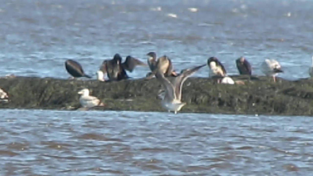 Birds/ Shout out for channel: Tagumpay vlog - YouTube