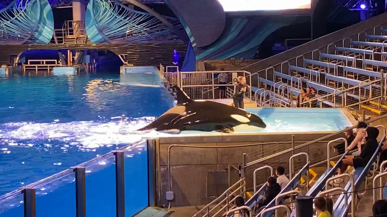 Orca Encounter Sea World San Antonio 2/22/2020 - YouTube