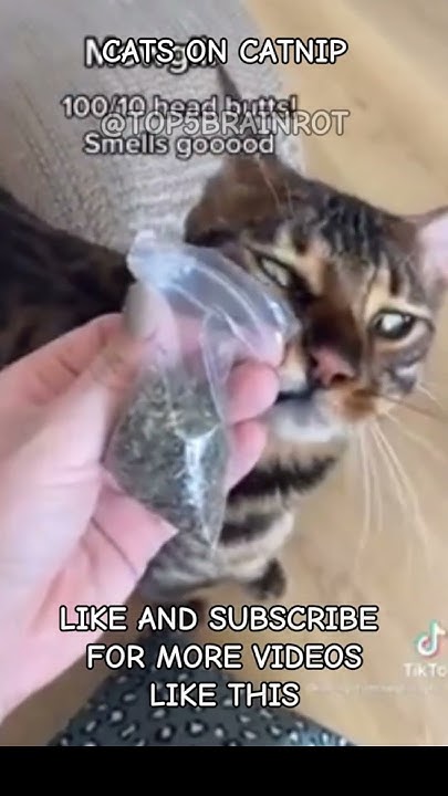 CATS ON CATNIP!!!# PLEASE LIKE AND SUBSCRIBE FOR MORE!!! #shorts #shortvideos #memes - YouTube